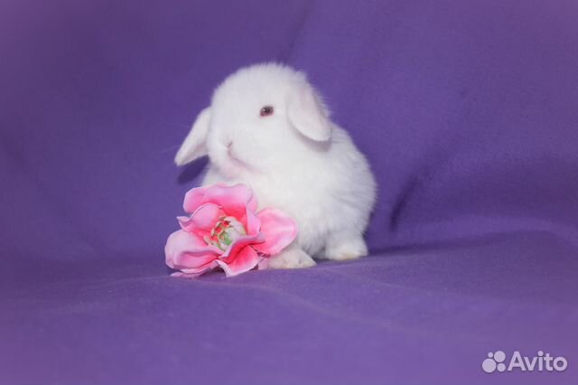Белый декоративный кролик - Mini-lop - Питомник