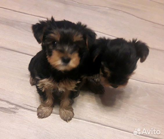 Красавчик мальчик йорк