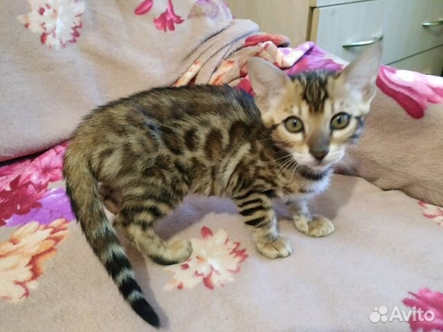 Бенгальская кошка