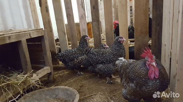 Инк яйцо Маран,Белефельдер,Мехелен,Фавероль