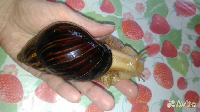 Улитки Ахатины 2 штуки+контейнер