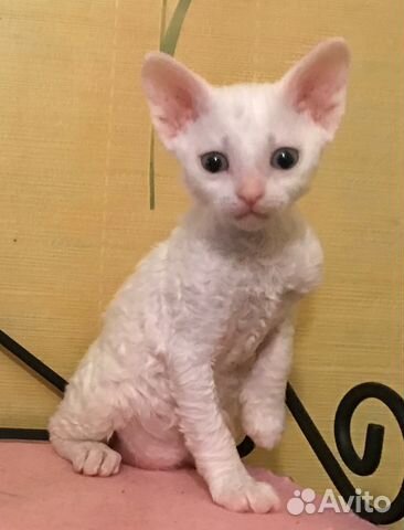 Уральский Рекс Белый Ландыш) Неаллергенный