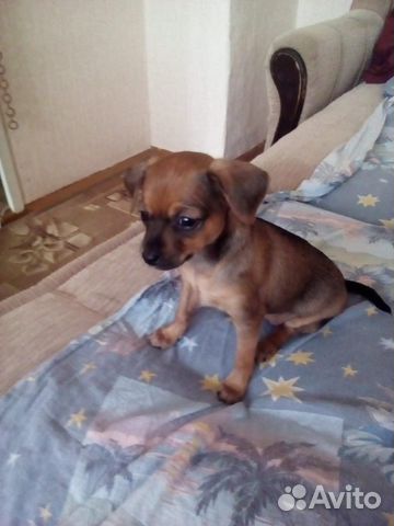 Девочка той