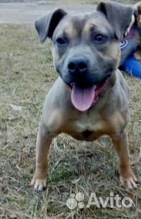 Продам питбуля
