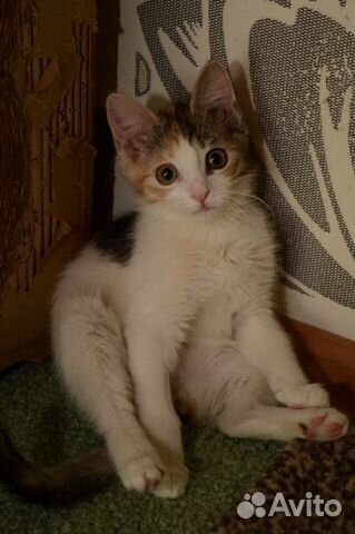 Котенок Кнопа 3 мес