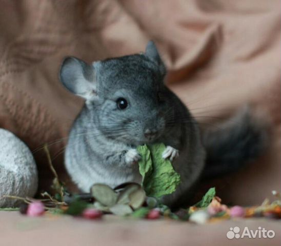 Шиншиллята