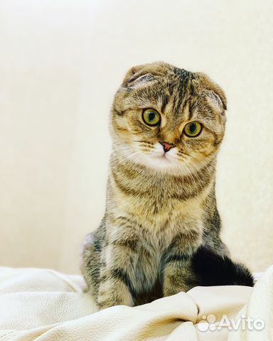 Шотландская кошка ищет кота для первой вязки