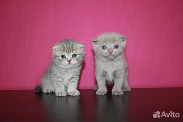 Котята 28.01.2019 вислоухие шотладские