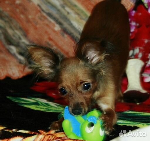 Тойчик красавчик