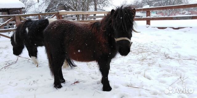Шетлендский пони