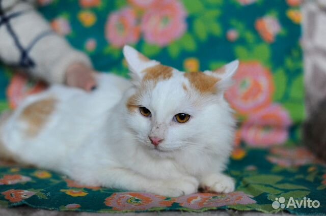 Котята-подростки в добрые руки