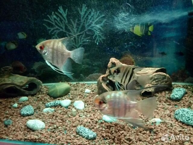 Скалярии 3 шт и нож