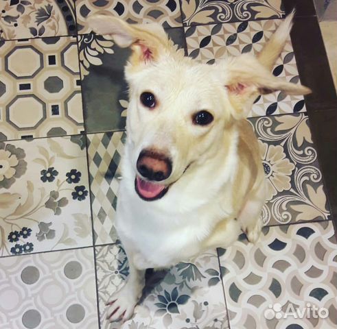 Случка,вязка собак