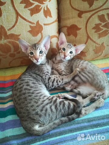 Ориентальные котята