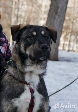 Брэд ищет дом