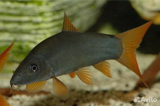 Боция Модеста