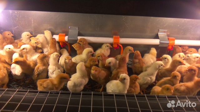 Цыплята несушки Доминант