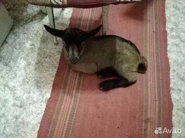 Альпийский козлик