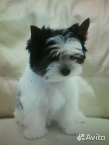 Продажа щенка