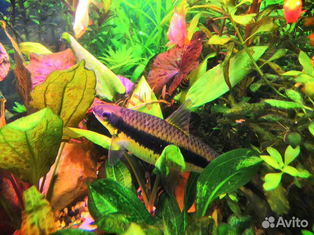 Водорослееды взрослые (SAE, Гиринохейлусы и др.)