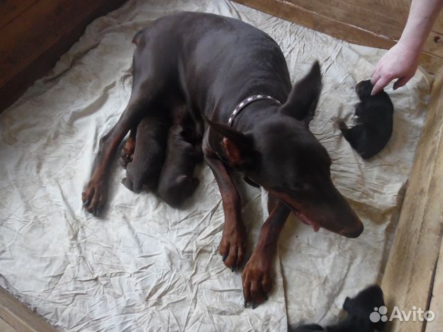 Щеночки доберманы