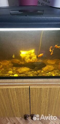 Аквариум 112л. +большой сом