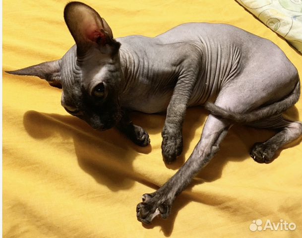 Ищем жениха для вязки