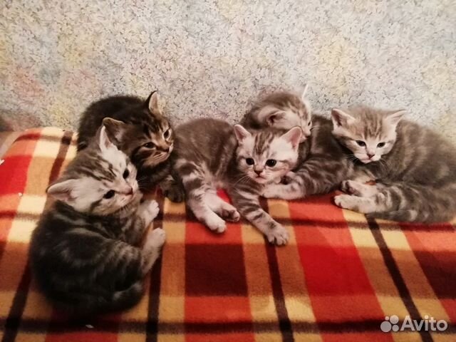Шотландские котята