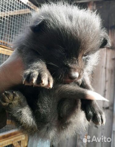 Лисята чернобурые ручные