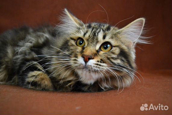 Котенок-рысенок