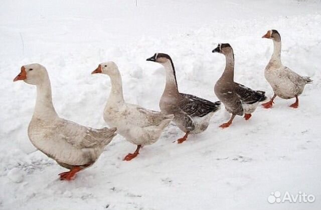 Гуси на племя