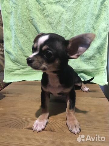 Чишки-детишки