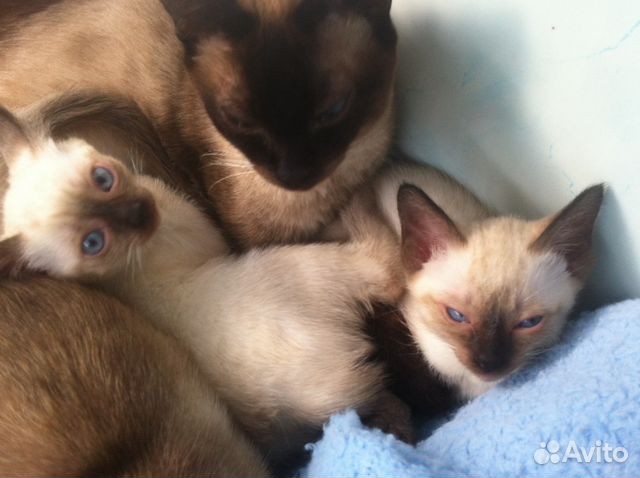 Игривые котята ищут себе новую семью