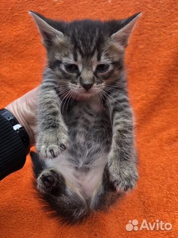 Мальчик и две девочки, 2,5 мес ищут дом