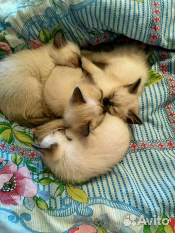 Шикарные котятушки