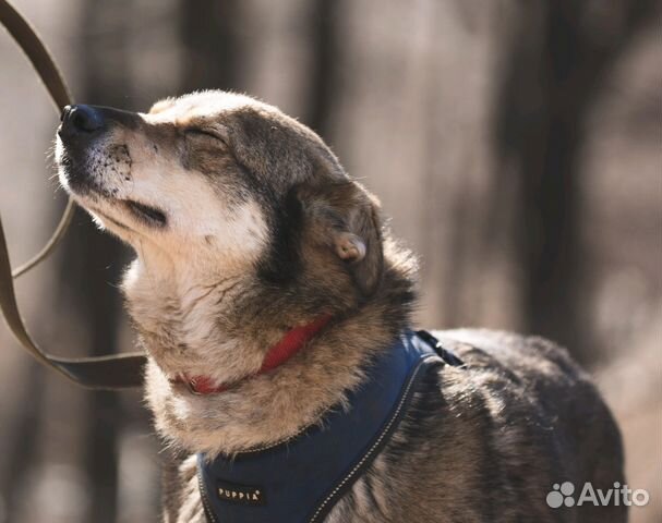 Собака ищет дом, в добрые руки