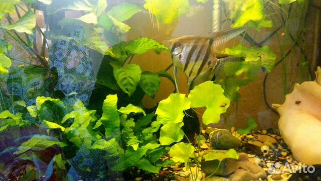 Растения и гуппи