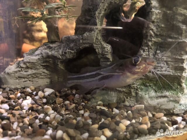 Сом мистус полосатый