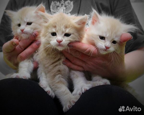 Маленькие котятки Мейн Куна