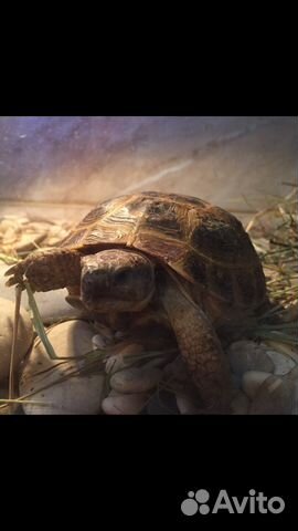 Сухопутная черепаха + террариум