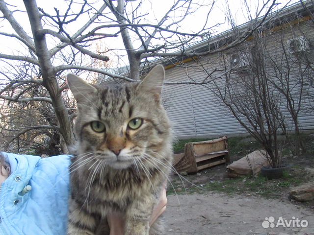 Серый ласковый котик-брутал с пушистым хвостиком