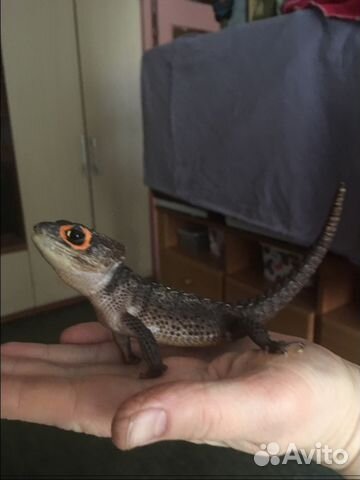 Сцинк красноглазый