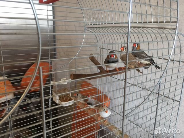 Отдадим 6 зебровых амадин с 2 клетками