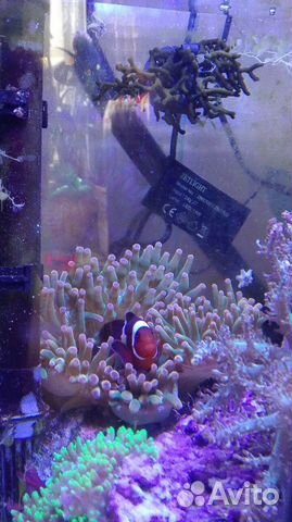 Продам актинию и сенсорный автодолив