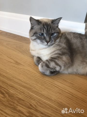 Кошка тайская/сноу-шу и лоток