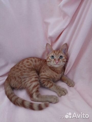 Котеночек Рыженький тигруля