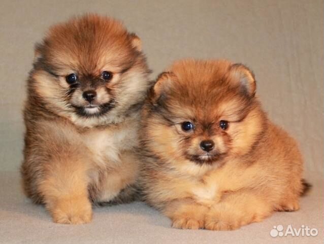 Померанский Шпиц