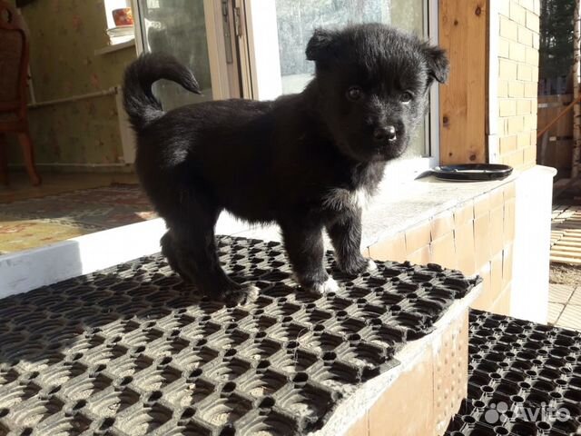 Щеночки лапусечки