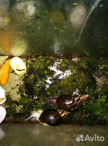 Улиточки Ахатины Родация альбино