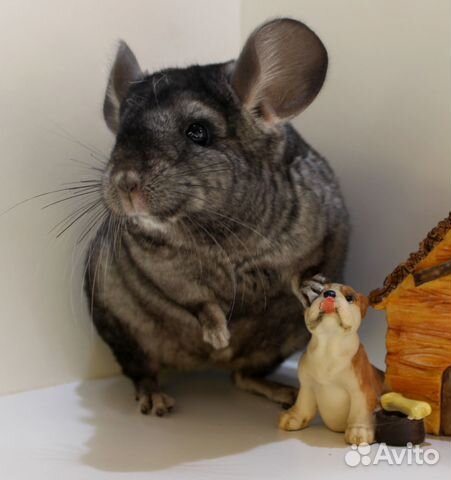 Шиншилла Эбони средний носитель фиолета девочка